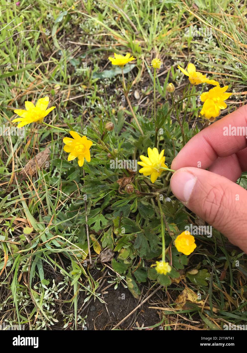 California buttercup (Ranunculus californicus) Plantae Stock Photo - Alamy