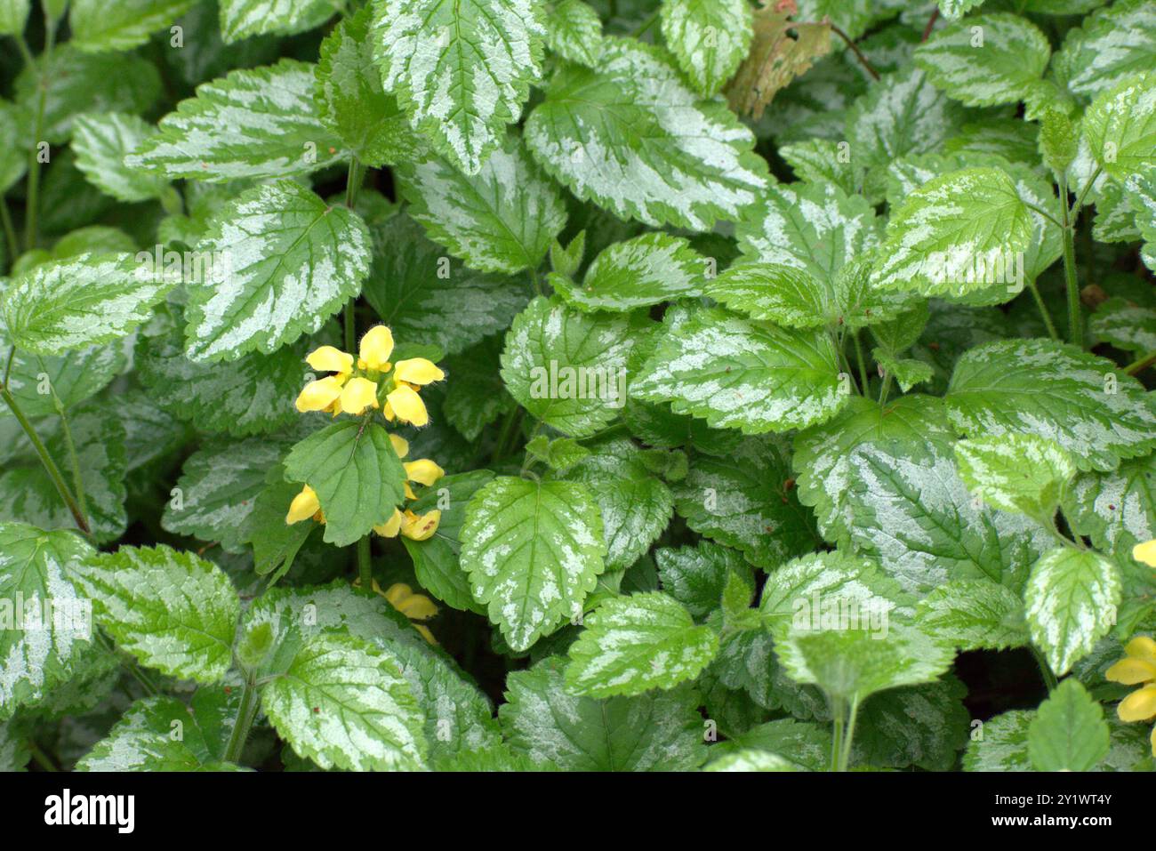 Variegated Yellow Archangel (Lamium galeobdolon argentatum) Plantae ...