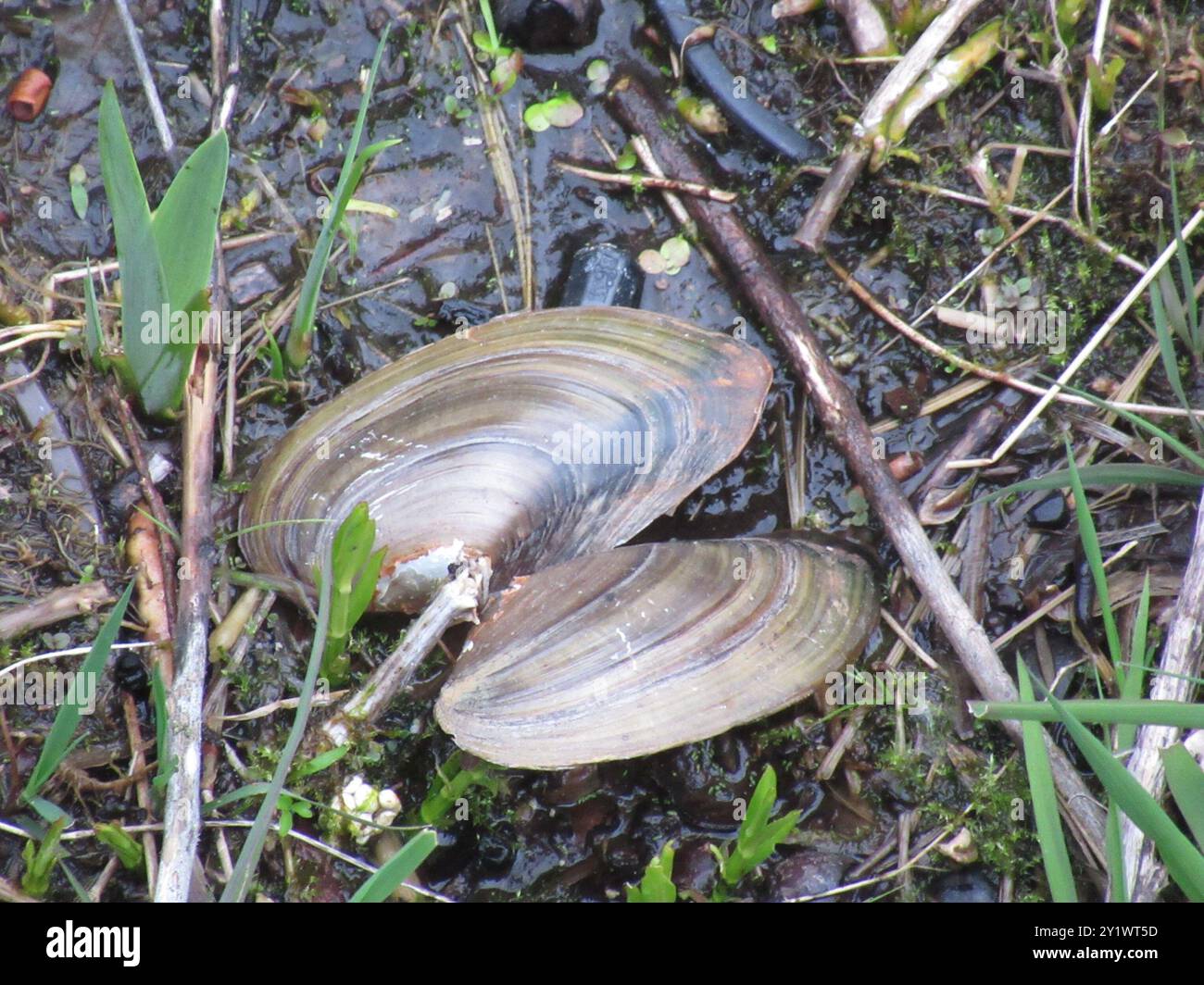 Eastern Floater (Pyganodon cataracta) Mollusca Stock Photo - Alamy