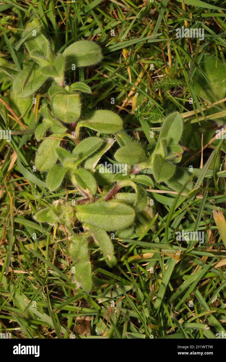Common mouse-ear chickweed (Cerastium fontanum) Plantae Stock Photo - Alamy