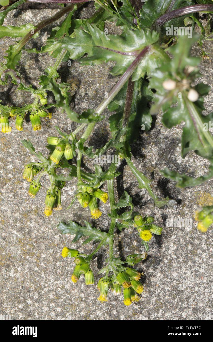 common groundsel (Senecio vulgaris) Plantae Stock Photo - Alamy