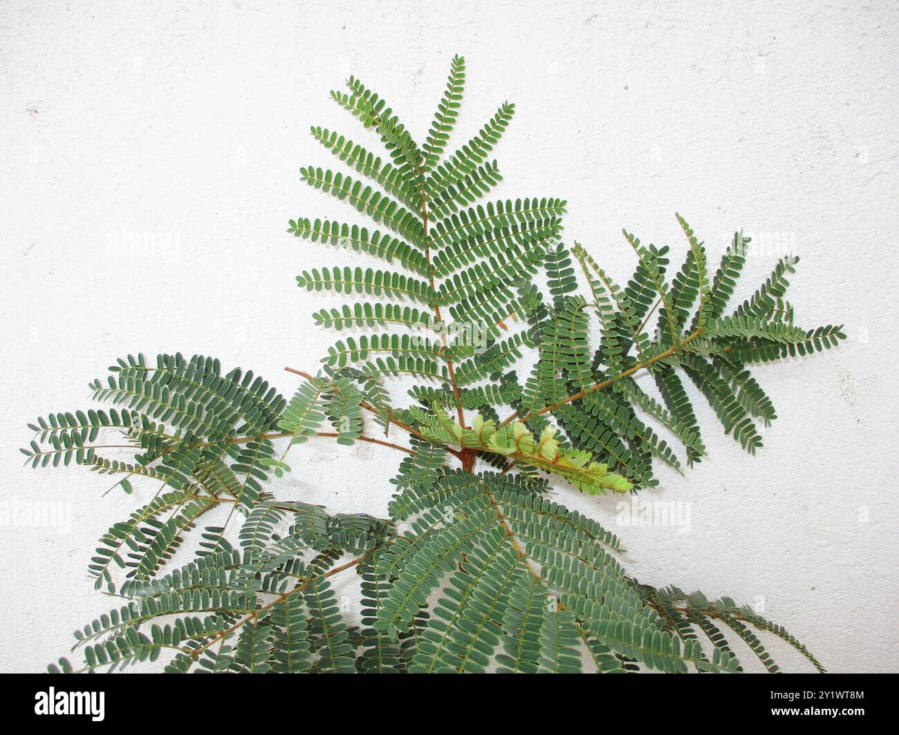 Weeping wattle (Peltophorum africanum) Plantae Stock Photo - Alamy