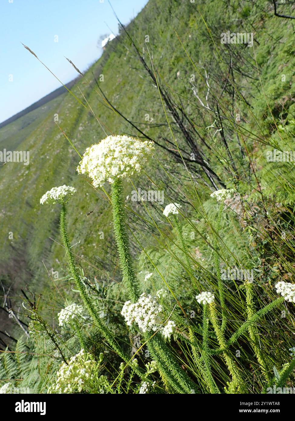 Stiff Bitterbush (Selago corymbosa) Plantae Stock Photo - Alamy