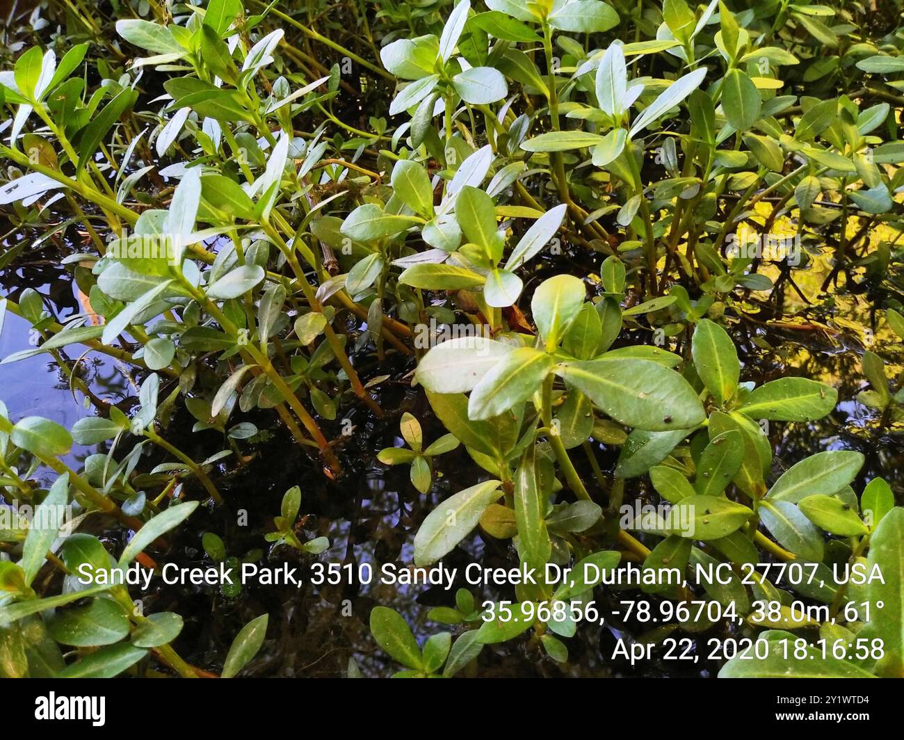 Alligatorweed (Alternanthera philoxeroides) Plantae Stock Photo - Alamy