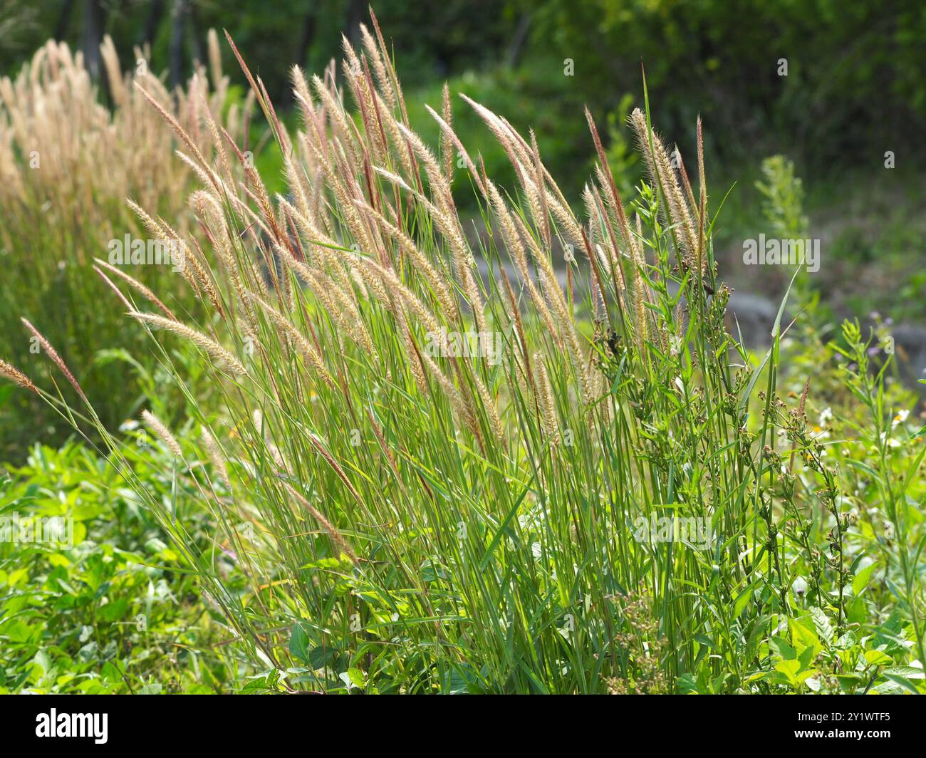 feathery pennisetum (Cenchrus setosus) Plantae Stock Photo - Alamy