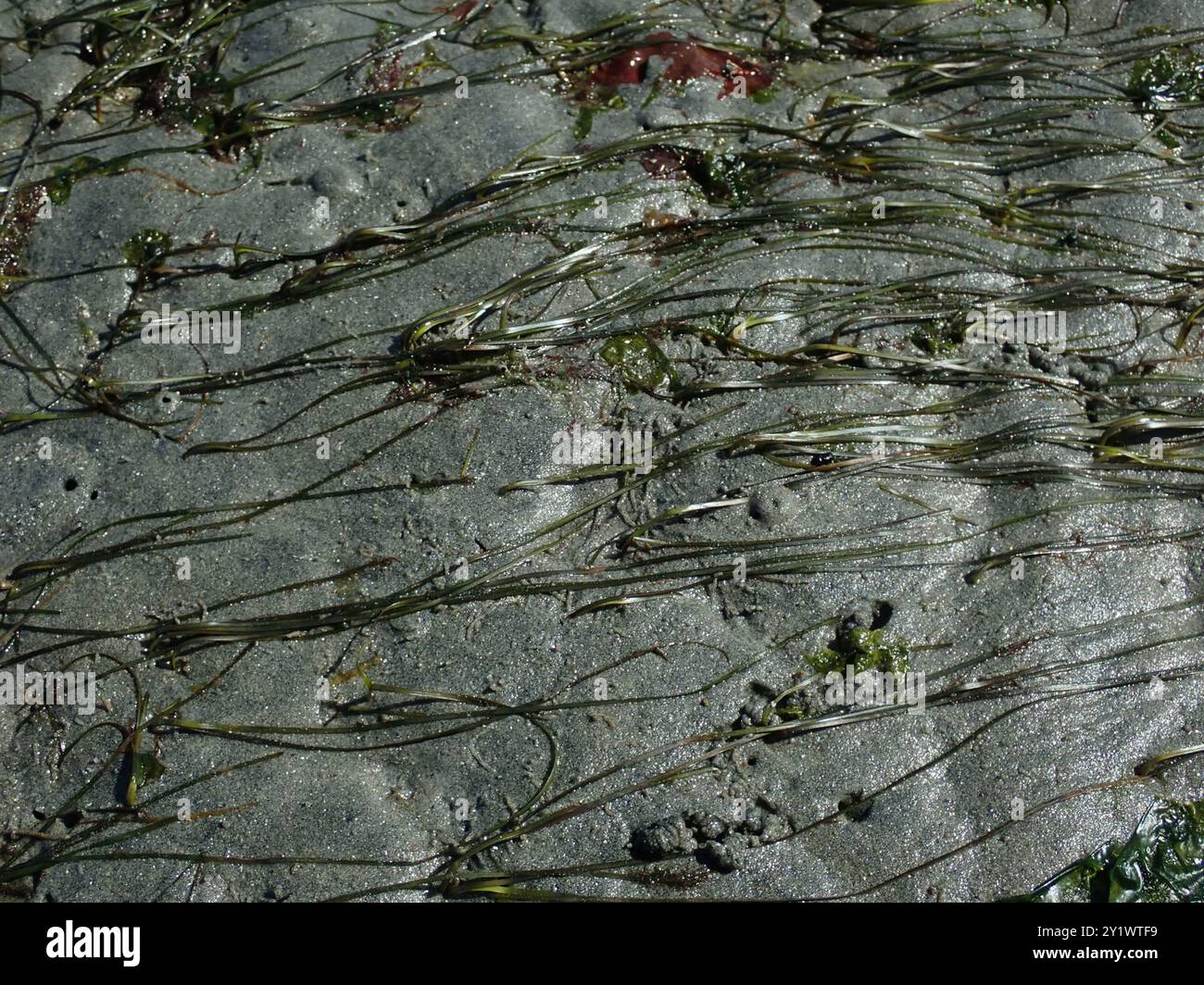 Japanese Eelgrass (Zostera japonica) Plantae Stock Photo - Alamy