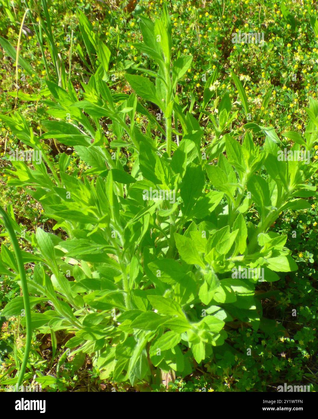 plants (Plantae) Plantae Stock Photo - Alamy