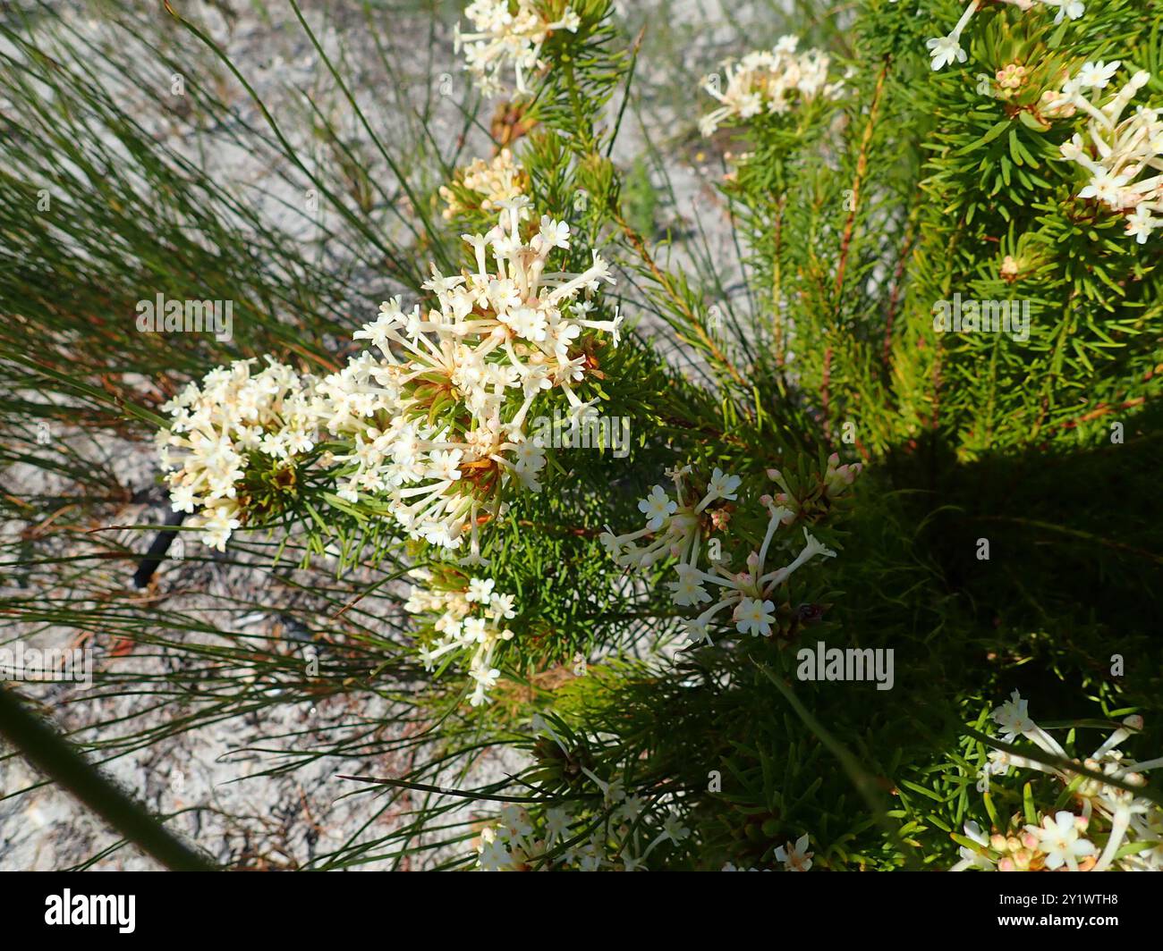 Needle Capesaffron (Gnidia pinifolia) Plantae Stock Photo - Alamy