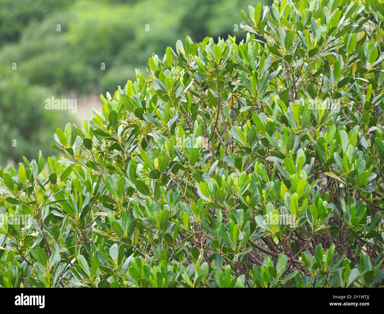 (Kandelia obovata) Plantae Stock Photo - Alamy