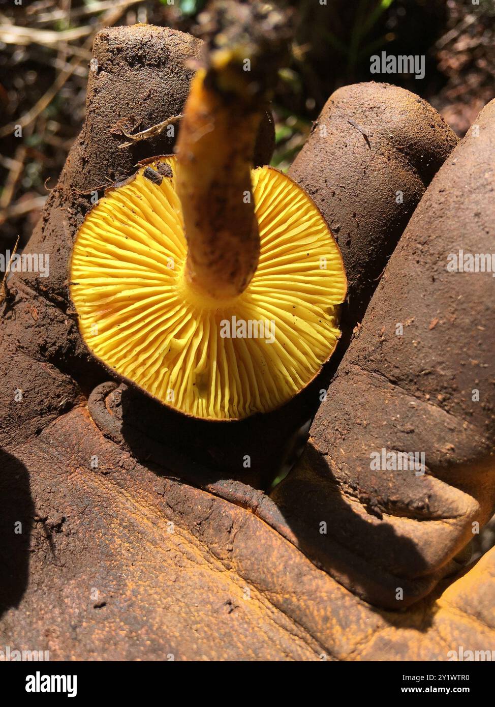 Western Gilled Bolete (Phylloporus arenicola) Fungi Stock Photo - Alamy