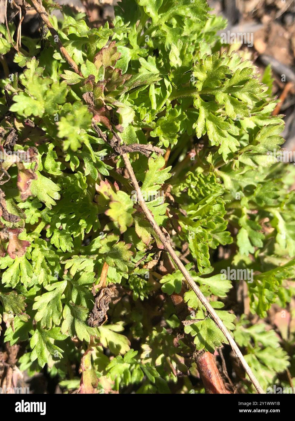plants (Plantae) Plantae Stock Photo - Alamy