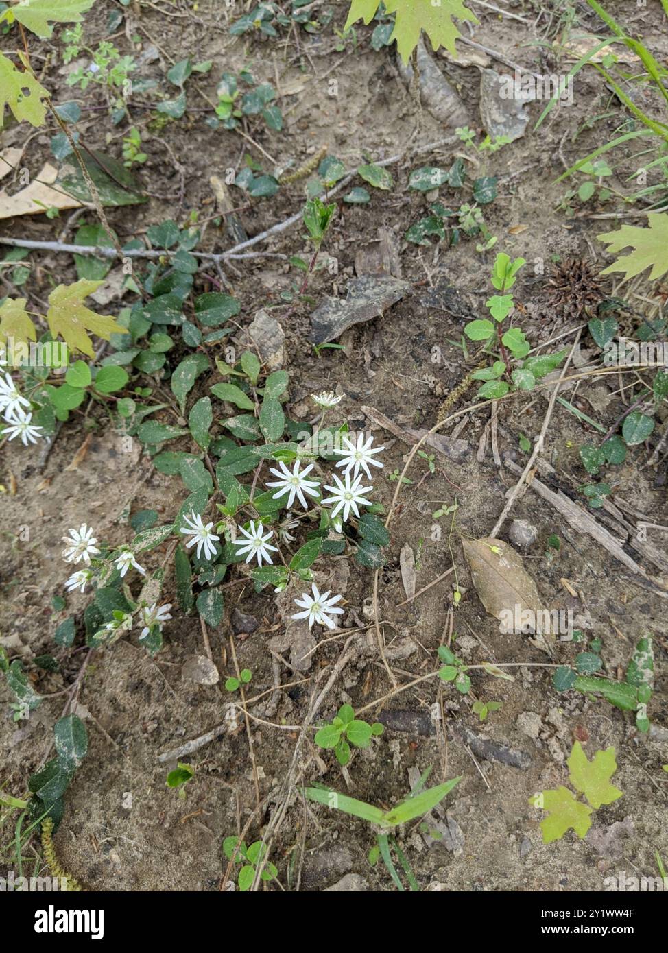 star chickweed (Stellaria pubera) Plantae Stock Photo - Alamy