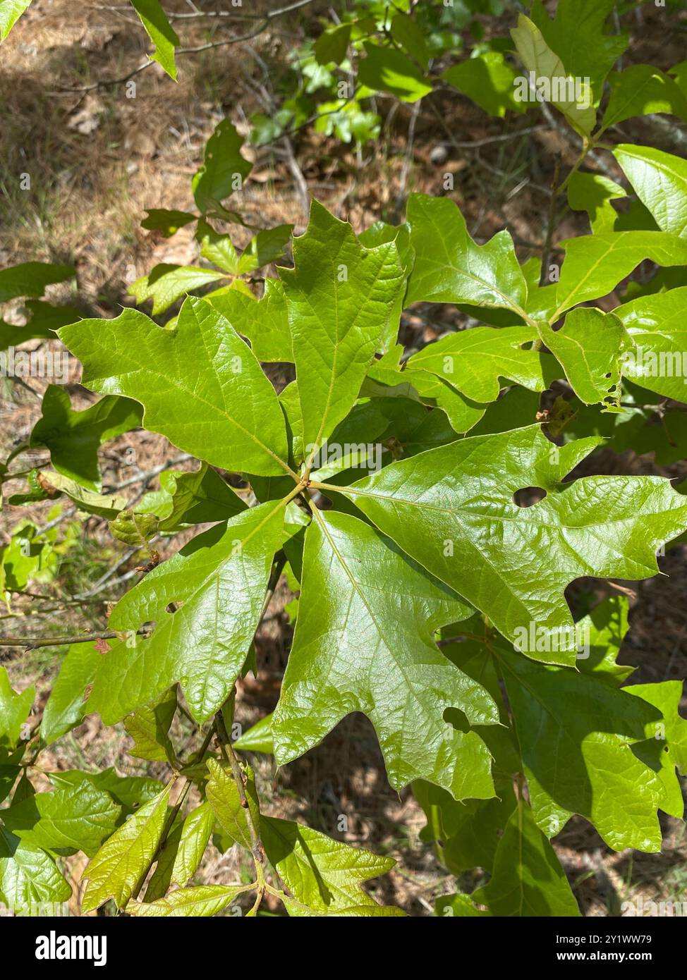 southern red oak (Quercus falcata) Plantae Stock Photo - Alamy