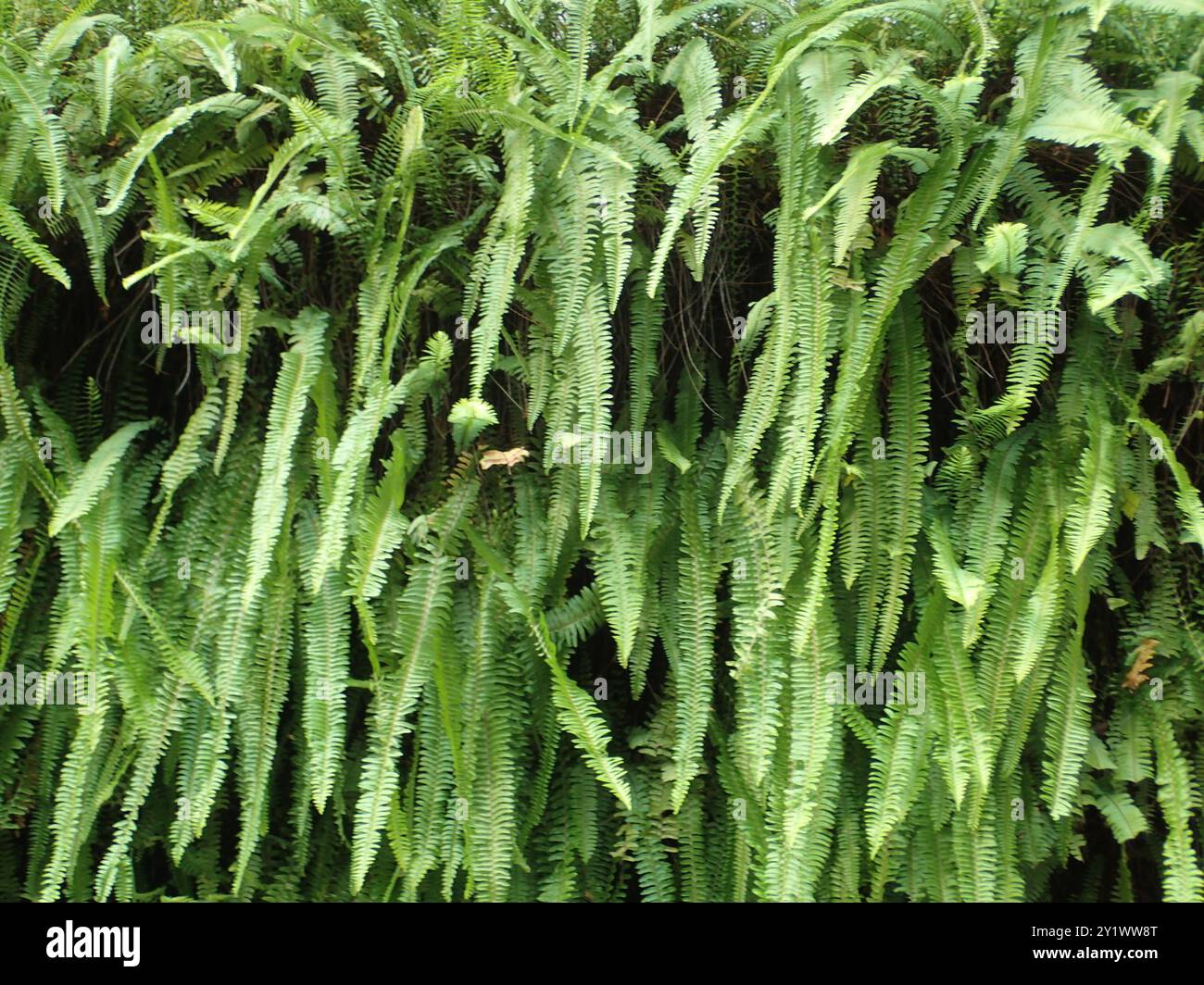 Fishbone Fern (Nephrolepis cordifolia) Plantae Stock Photo - Alamy