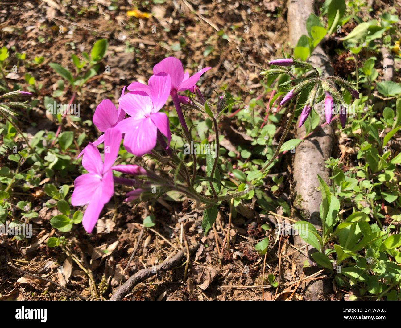 flowering plants (Angiospermae) Plantae Stock Photo - Alamy
