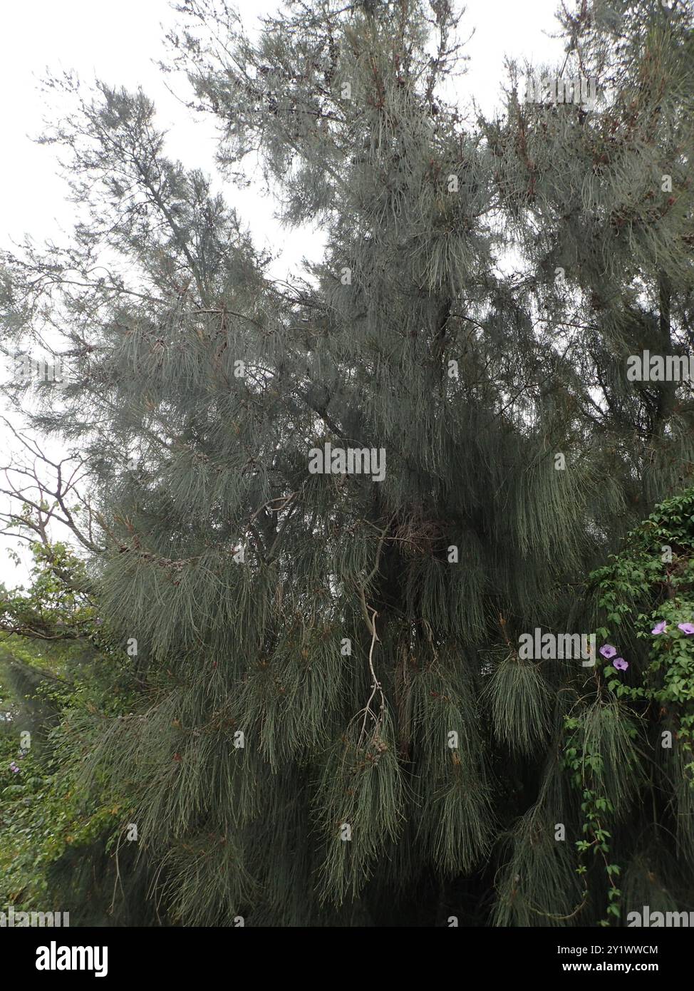 Beach Sheoak (Casuarina equisetifolia) Plantae Stock Photo - Alamy