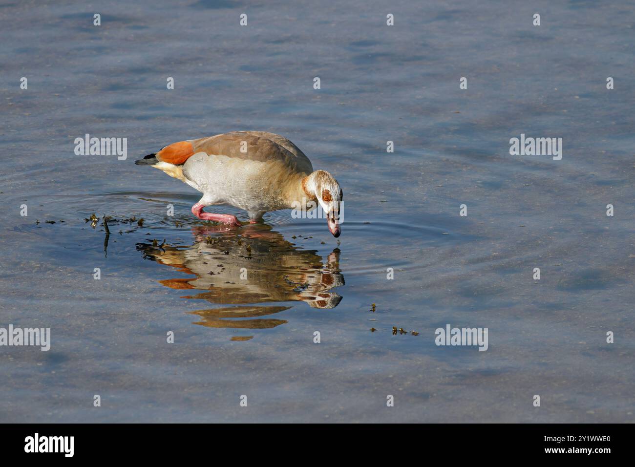 Douro river egyptian goose eating algae during low tide, north of ...