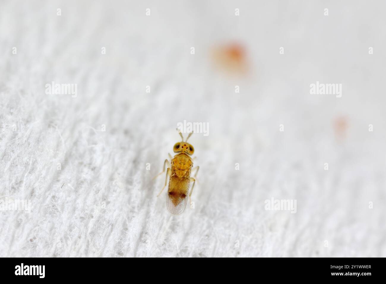 Soft scale parasitic tiny wasp from family Aphelinidae in colonu of ...