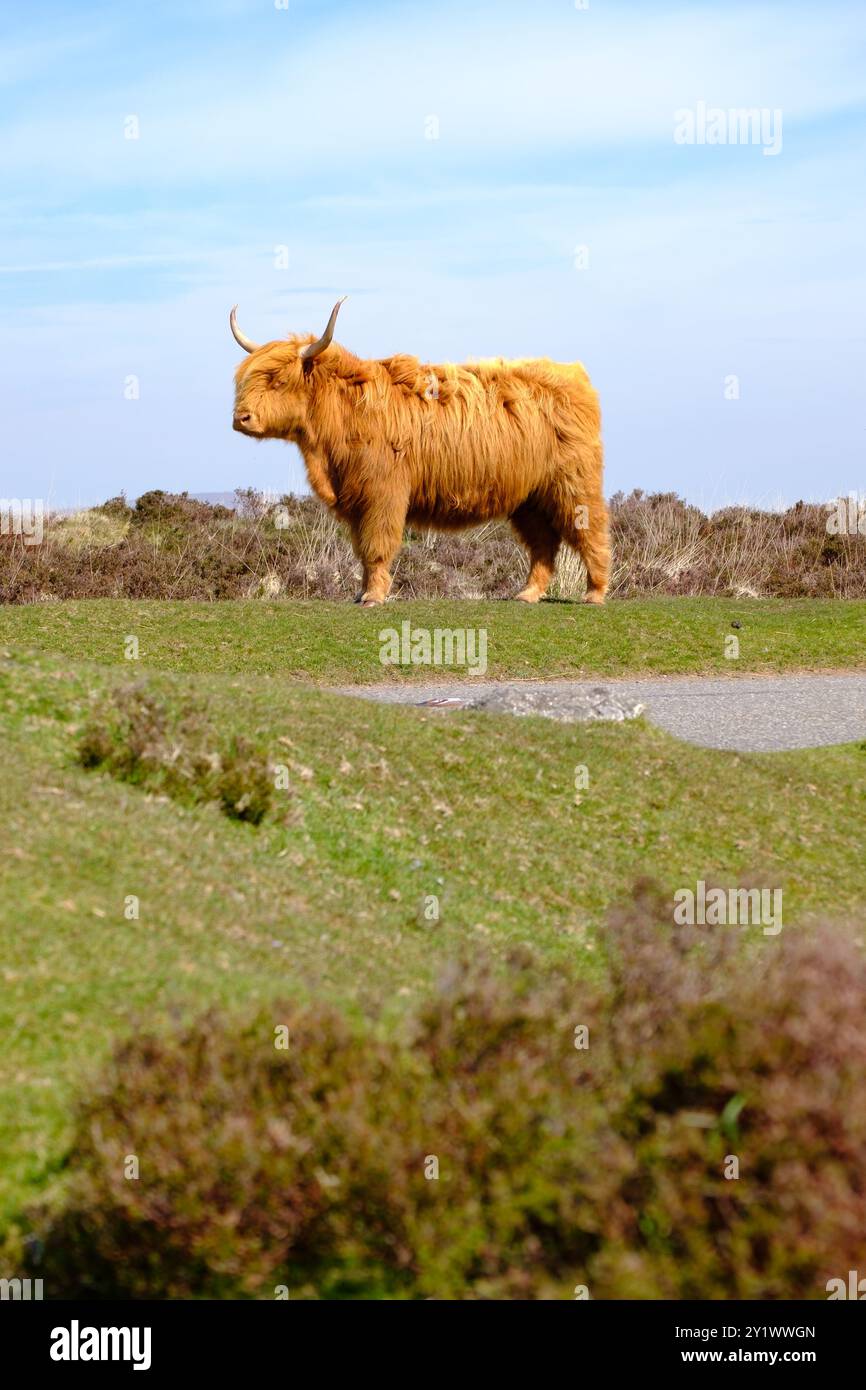 Highland cow, Dartmoor, Devon, England Stock Photo - Alamy