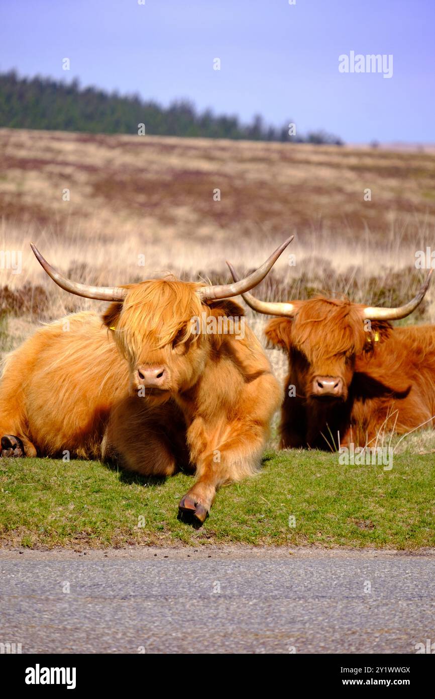Pair of Highland cows relaxing in Dartmoor national park, Devon ...