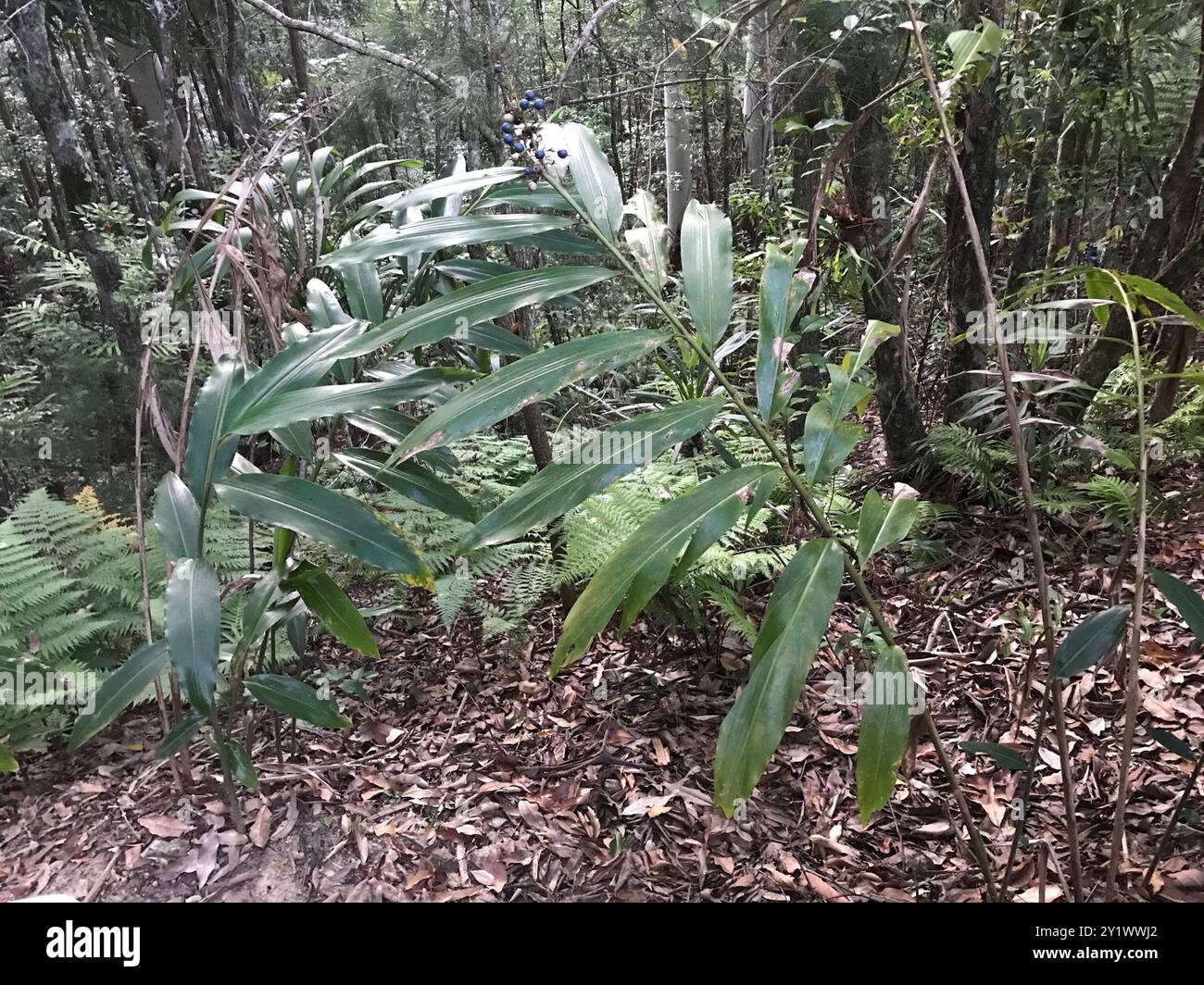 Native Ginger (Alpinia caerulea) Plantae Stock Photo - Alamy