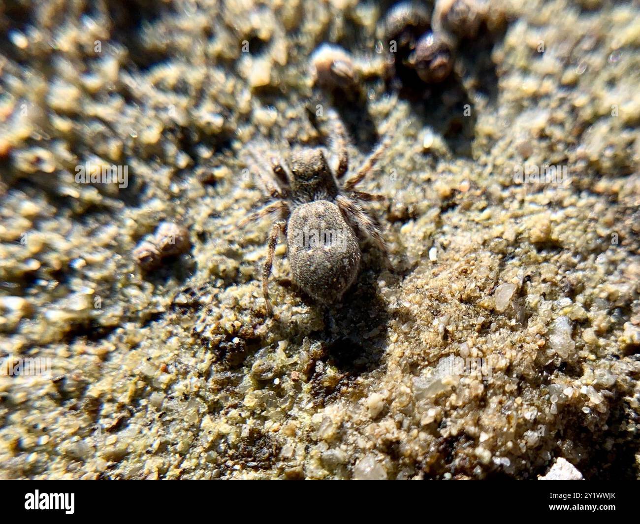 Intertidal Jumping Spider (Terralonus californicus) Arachnida Stock ...