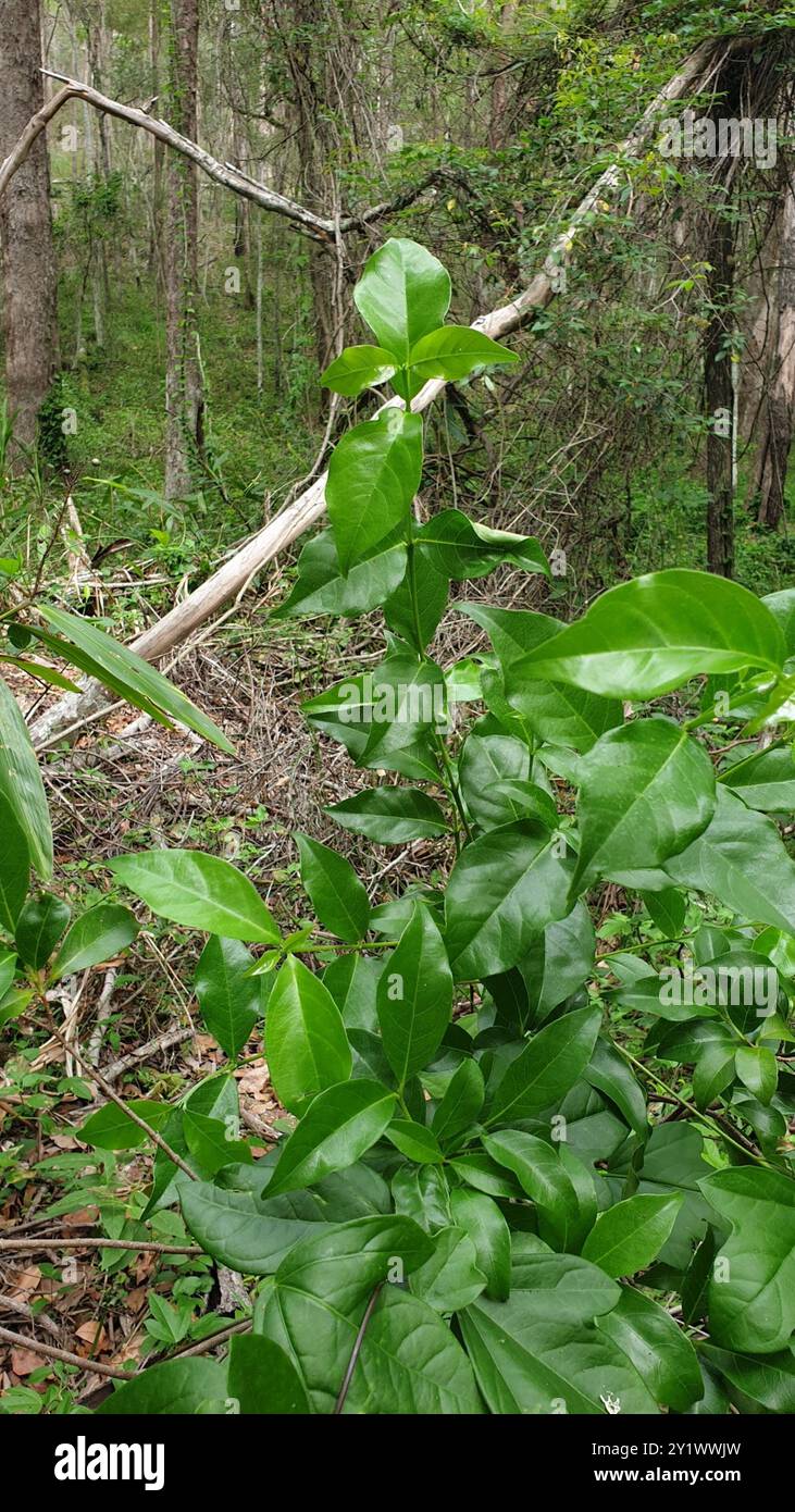 Golden Ash (Hodgkinsonia ovatiflora) Plantae Stock Photo - Alamy