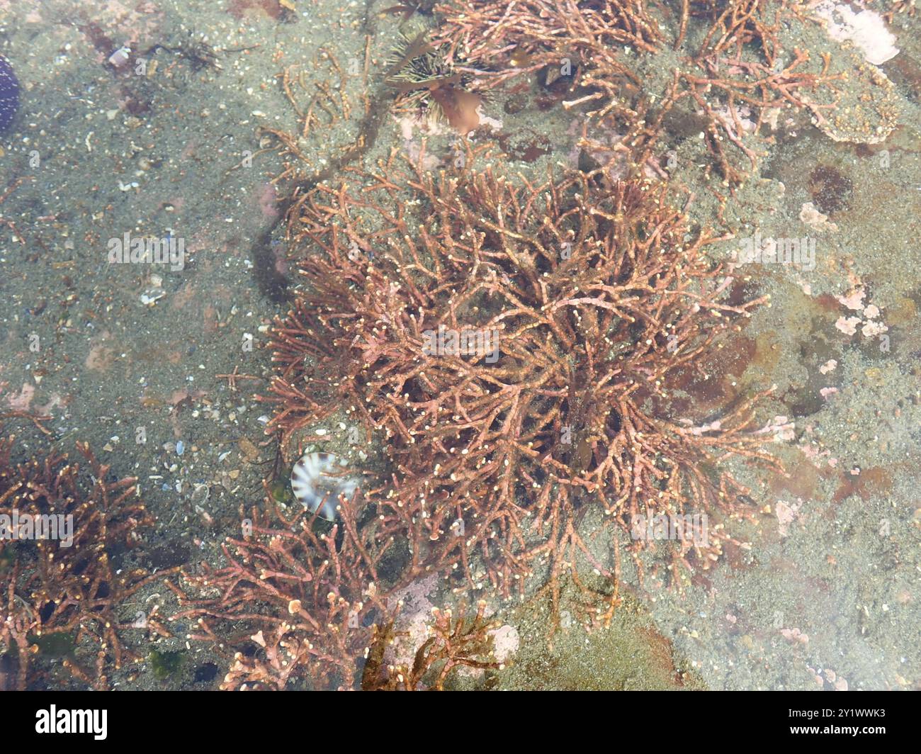 coralline algae (Corallinaceae) Plantae Stock Photo - Alamy