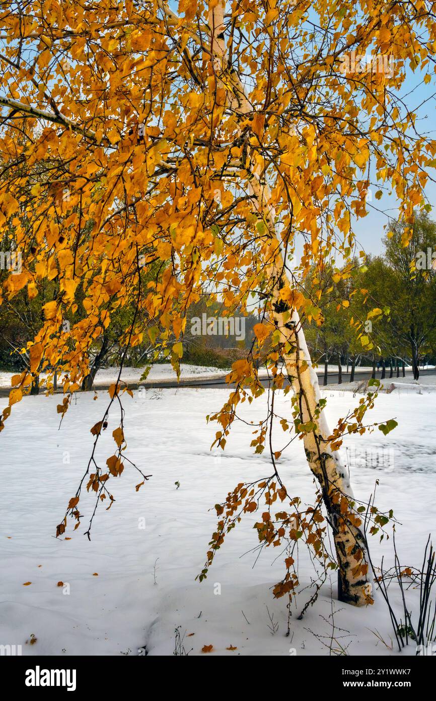 Single tree with fall foliage hi-res stock photography and images - Alamy