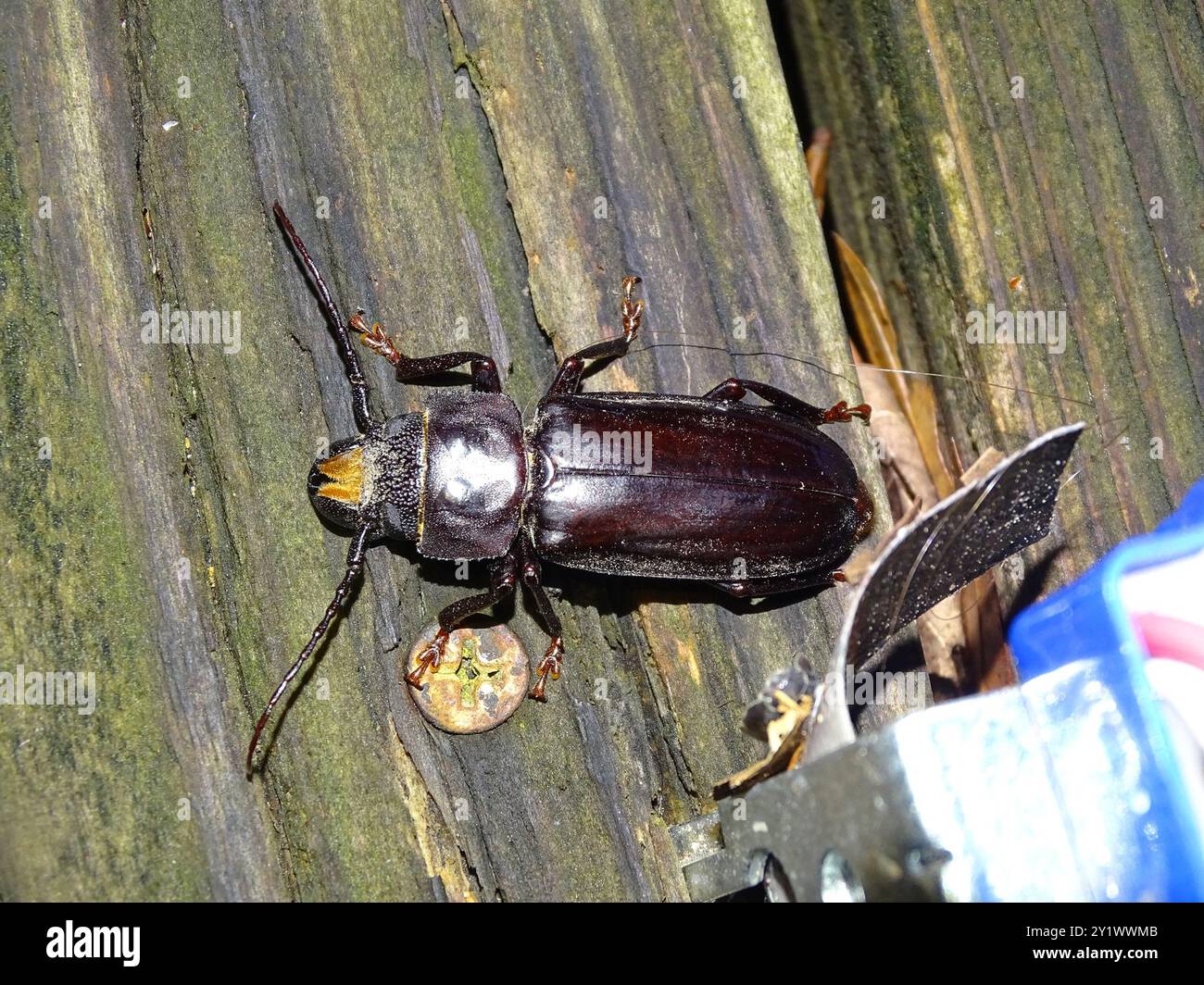 Hardwood Stump Borer (Mallodon dasystomus) Insecta Stock Photo - Alamy
