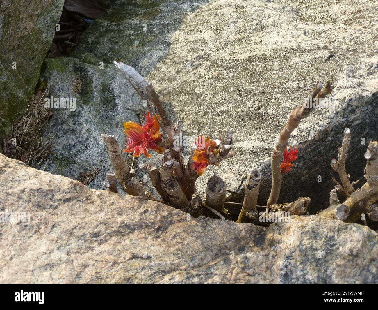 tree-of-heaven (Ailanthus altissima) Plantae Stock Photo - Alamy