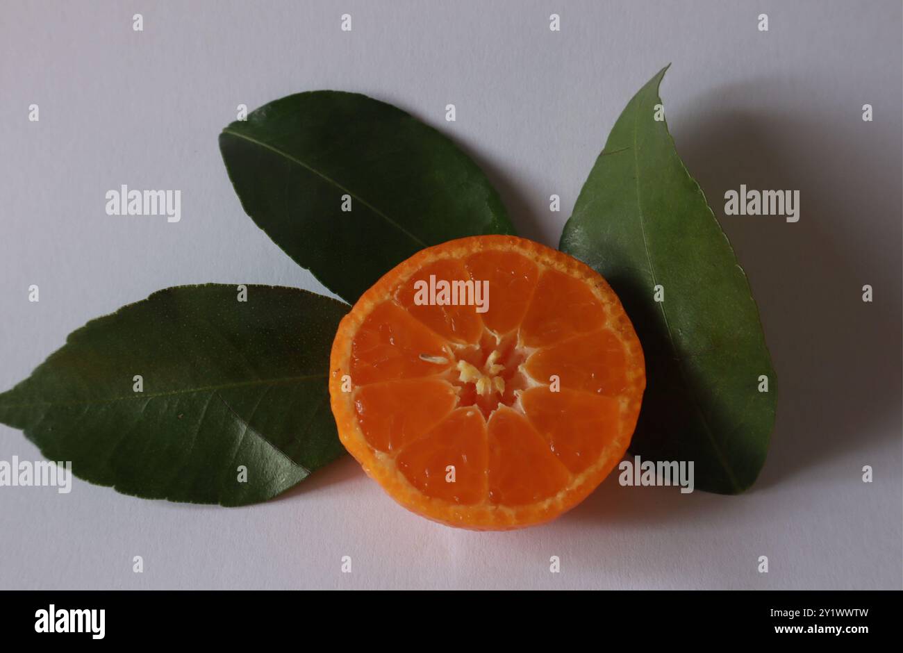A vibrant citrus fruit, the bitter orange stands out against a stark ...