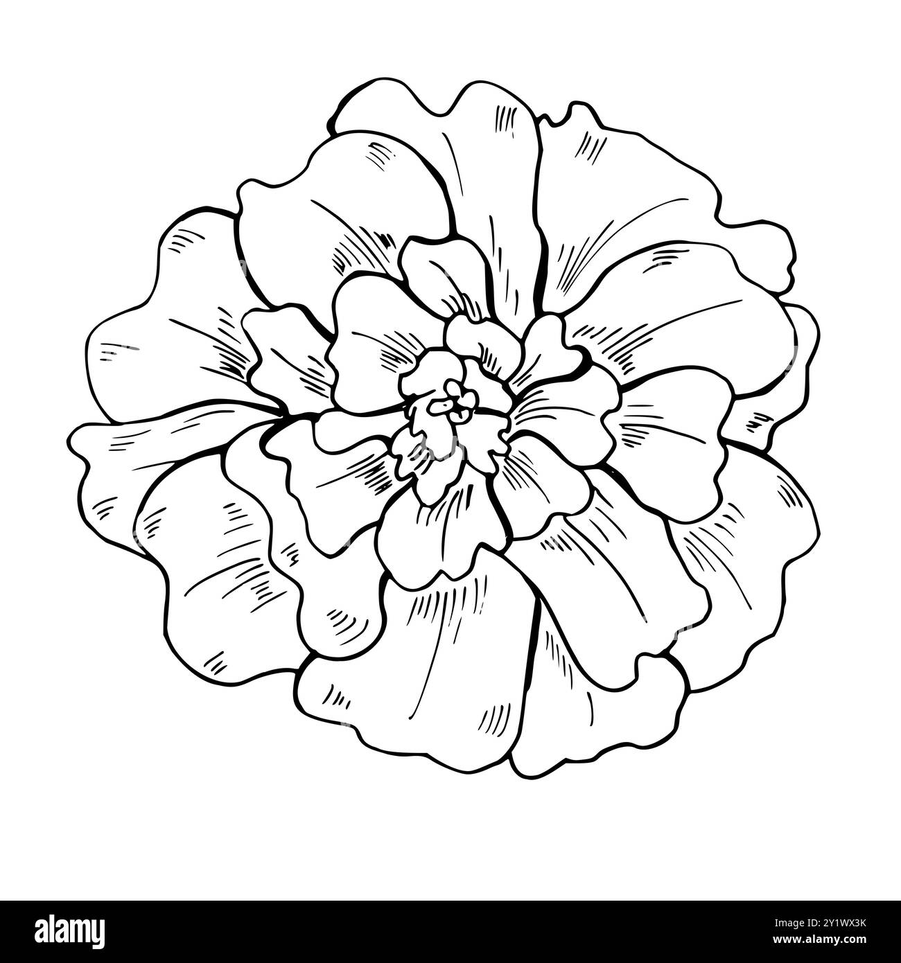 Marigold flower head vector isolated monochrome illustration ...