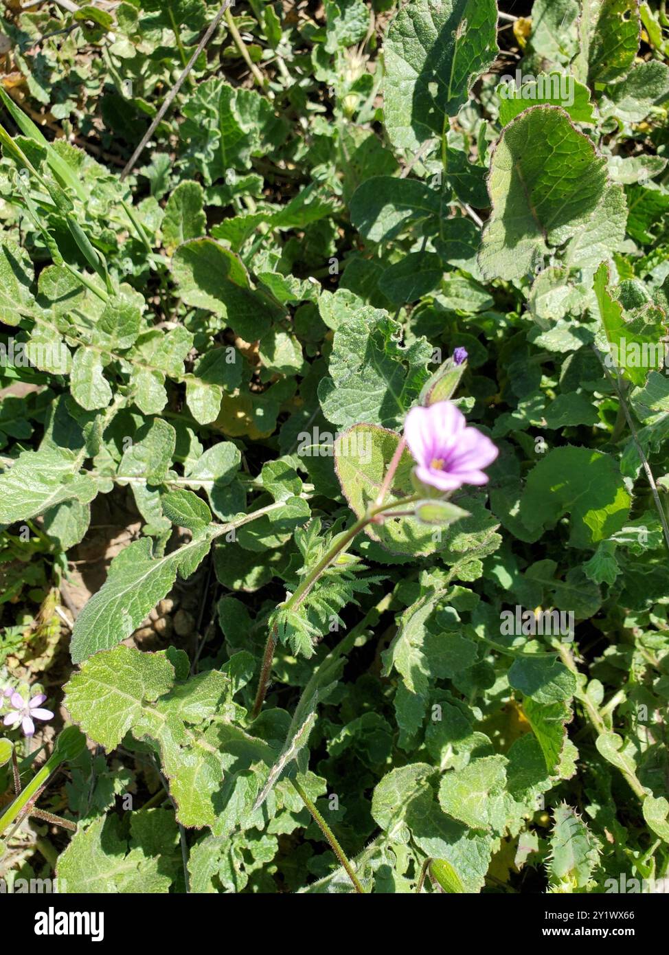 Mediterranean Stork's-bill (Erodium botrys) Plantae Stock Photo - Alamy