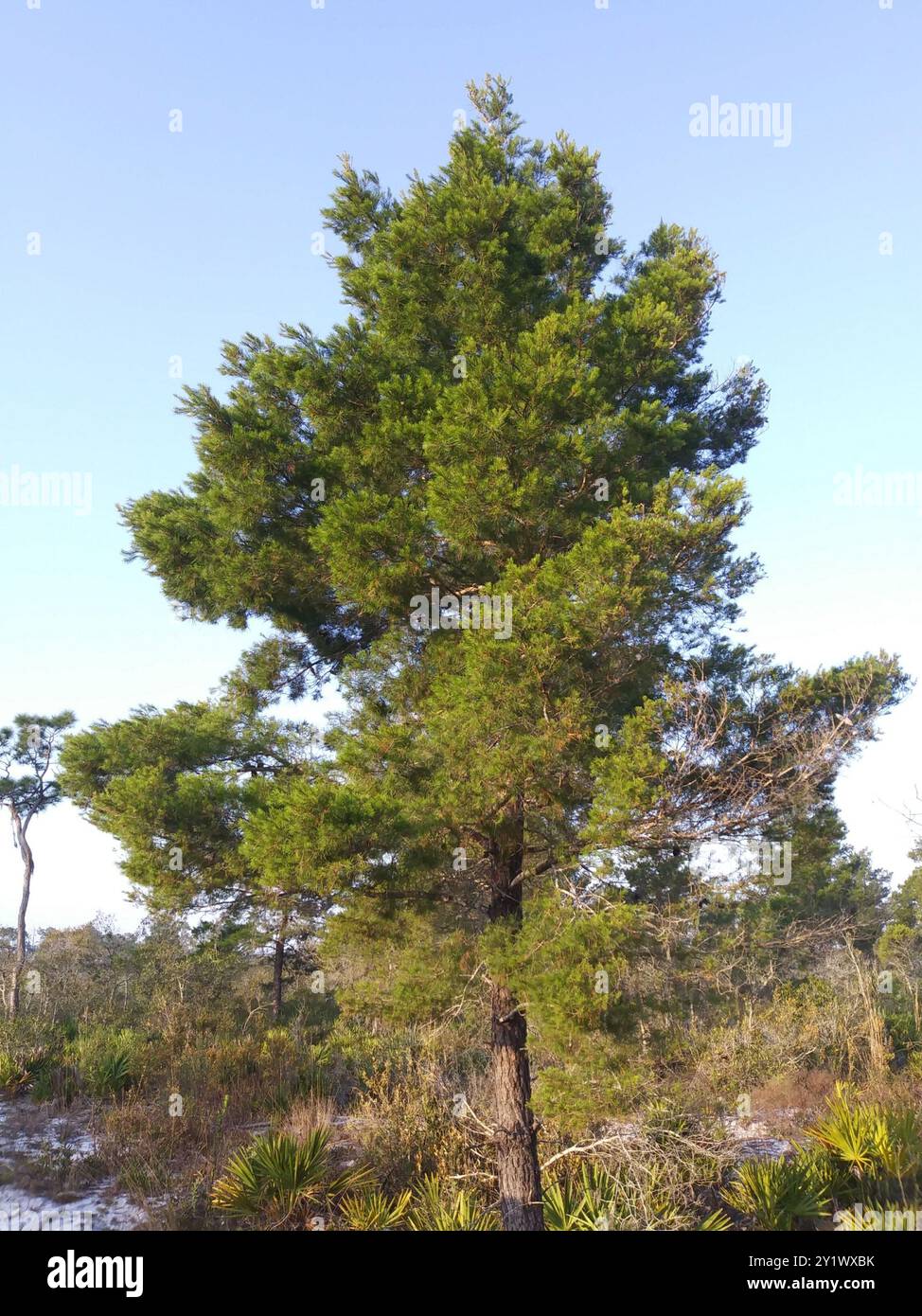sand pine (Pinus clausa) Plantae Stock Photo - Alamy