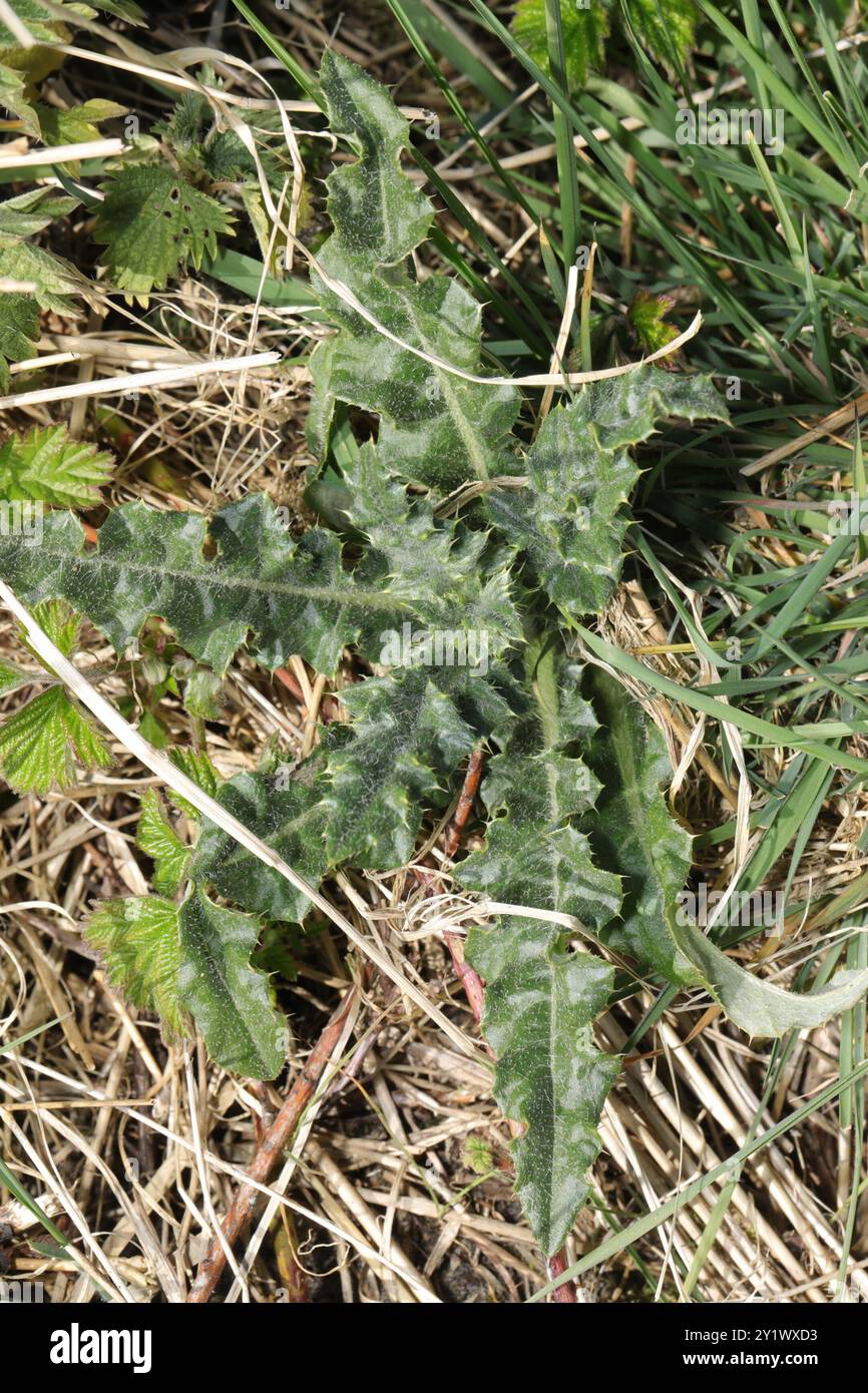 creeping thistle (Cirsium arvense) Plantae Stock Photo - Alamy