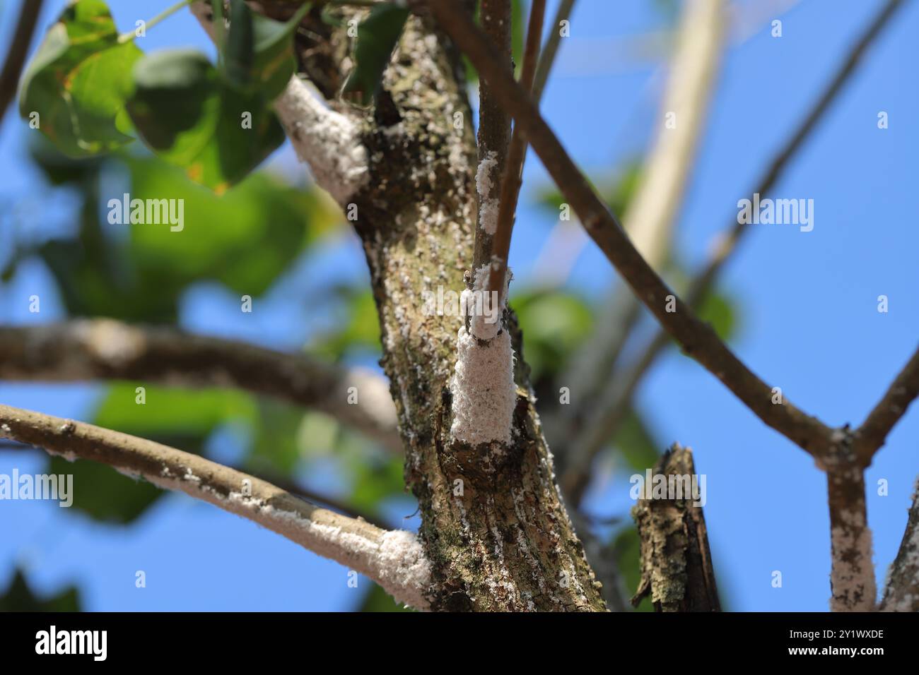 Pseudaulacaspis pentagona, the white peach scale or mulberry scale, is ...