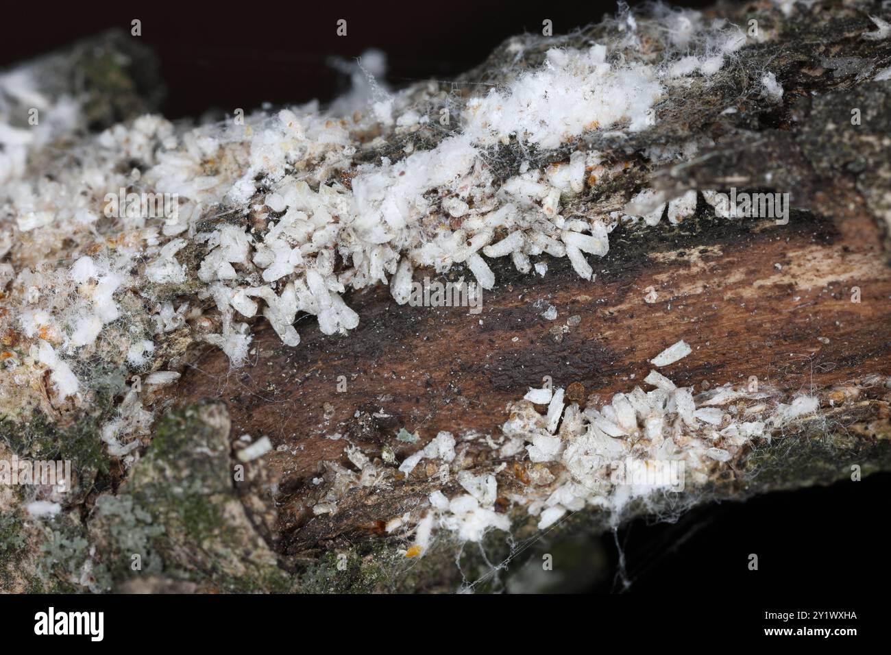 Pseudaulacaspis pentagona, the white peach scale or mulberry scale, is ...