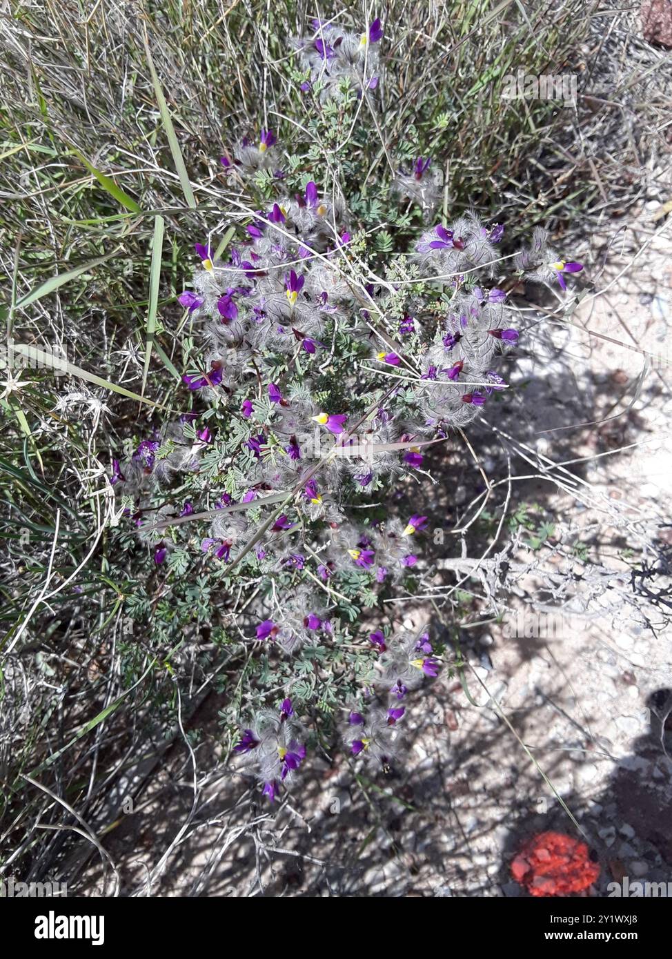 feather dalea (Dalea formosa) Plantae Stock Photo - Alamy