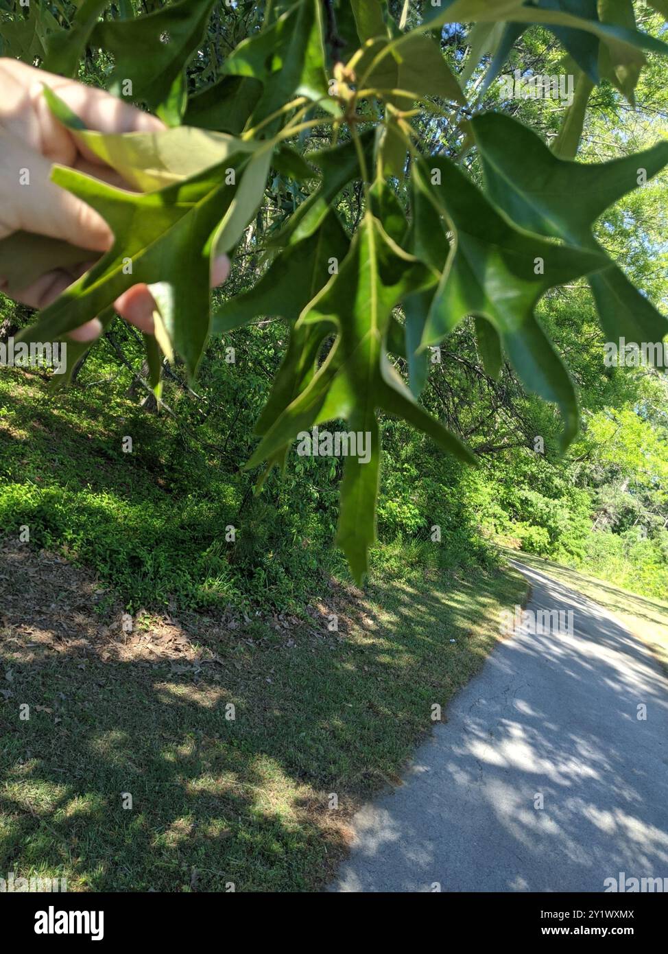 southern red oak (Quercus falcata) Plantae Stock Photo - Alamy