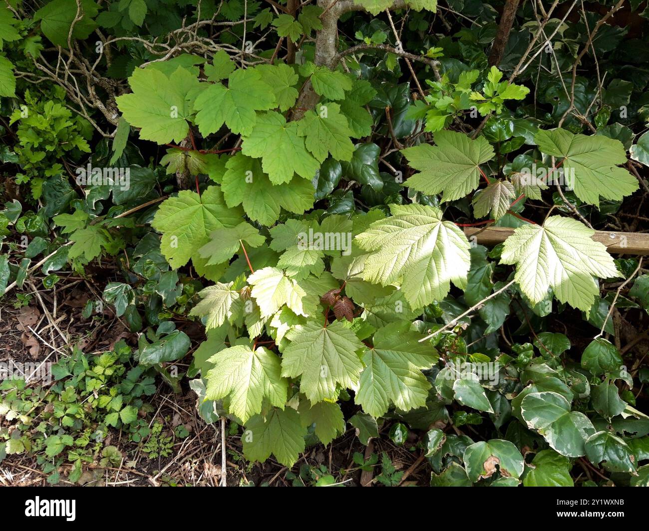 sycamore maple (Acer pseudoplatanus) Plantae Stock Photo - Alamy