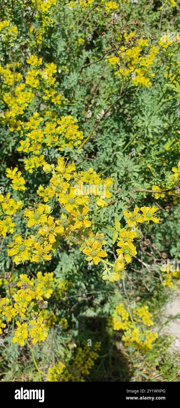 Fringed Rue (Ruta chalepensis) Plantae Stock Photo - Alamy