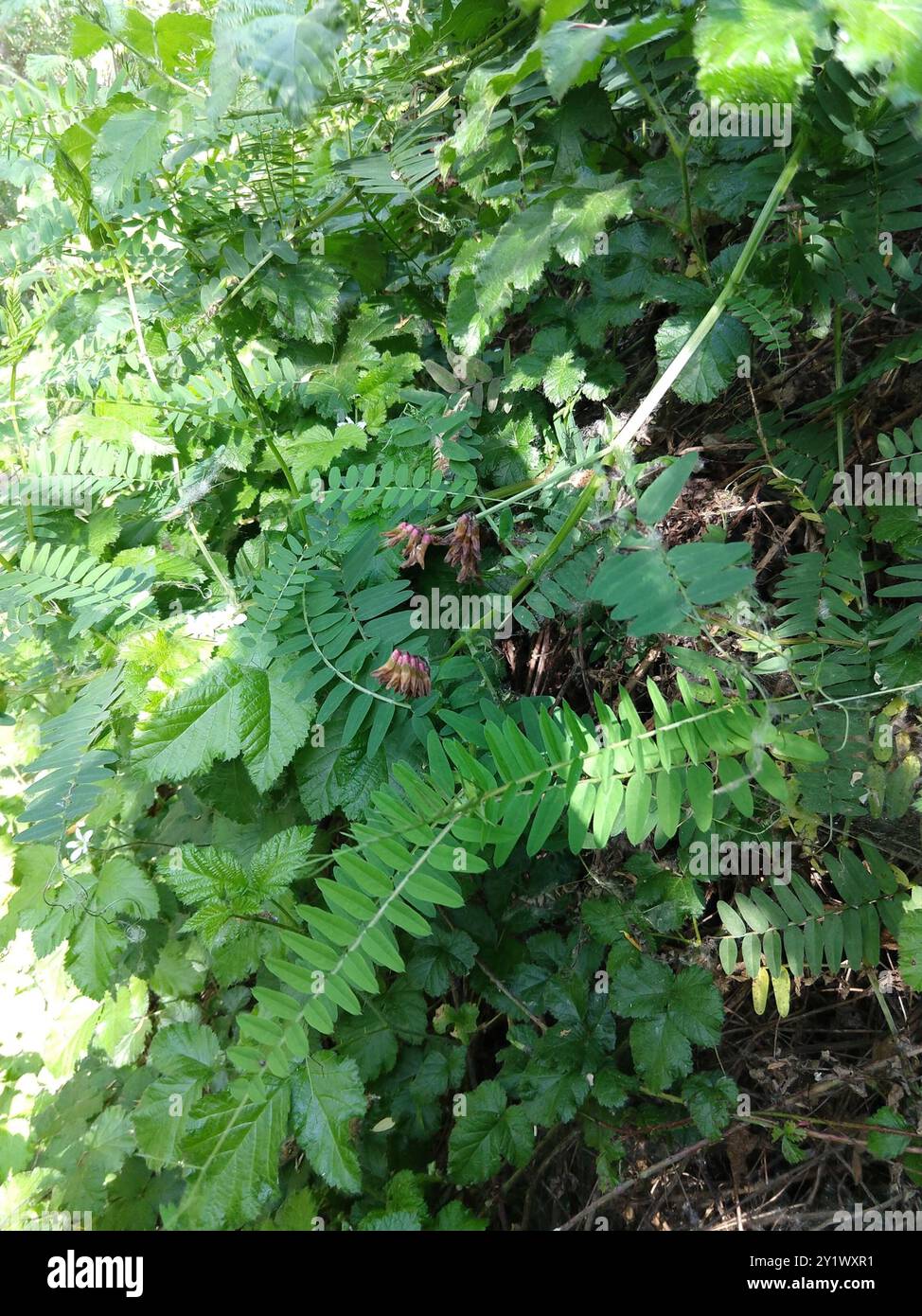 giant vetch (Vicia gigantea) Plantae Stock Photo - Alamy