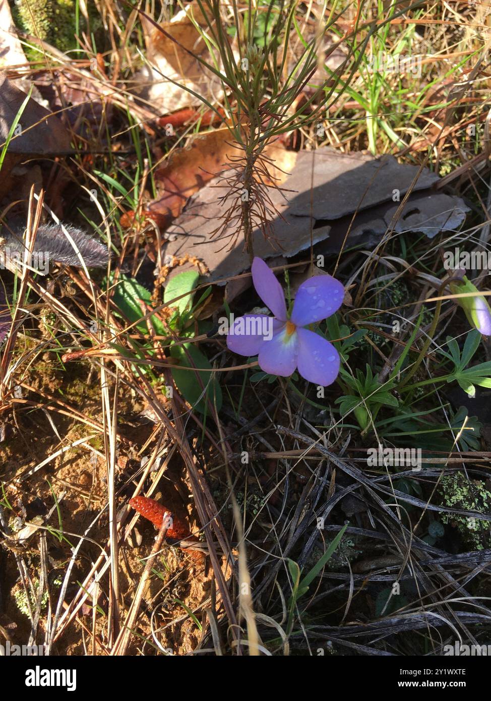 bird's foot violet (Viola pedata) Plantae Stock Photo - Alamy