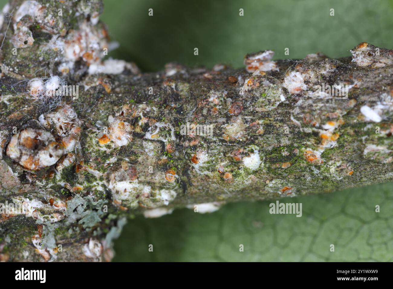 Pseudaulacaspis pentagona, the white peach scale or mulberry scale, is ...