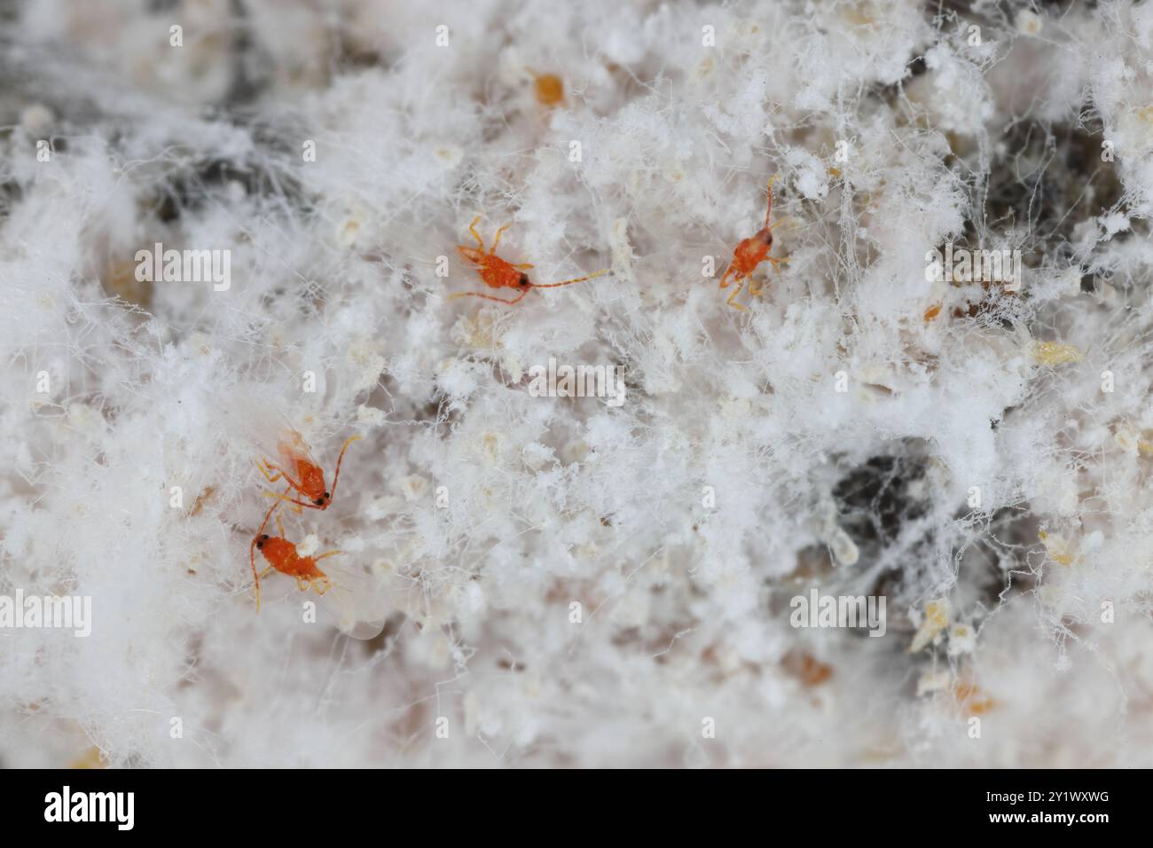 Pseudaulacaspis pentagona, the white peach scale or mulberry scale, is ...