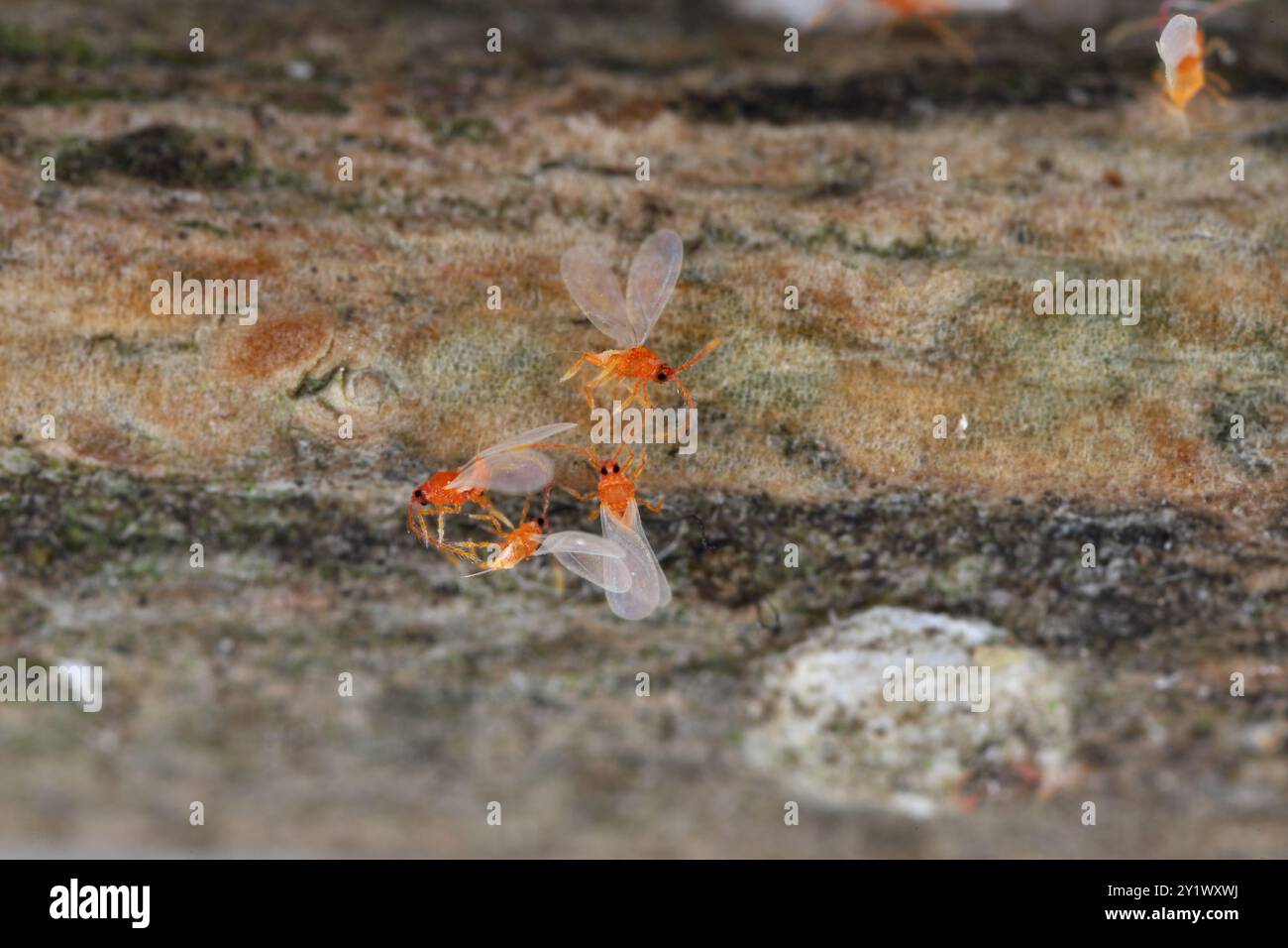 Pseudaulacaspis pentagona, the white peach scale or mulberry scale, is ...