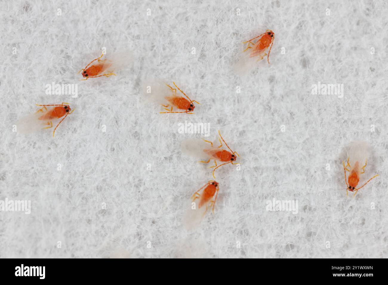 Pseudaulacaspis pentagona, the white peach scale or mulberry scale, is ...