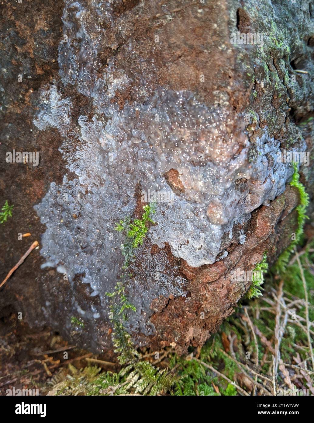 Honeycomb Coral Slime Mold (Ceratiomyxa fruticulosa) Protozoa Stock ...