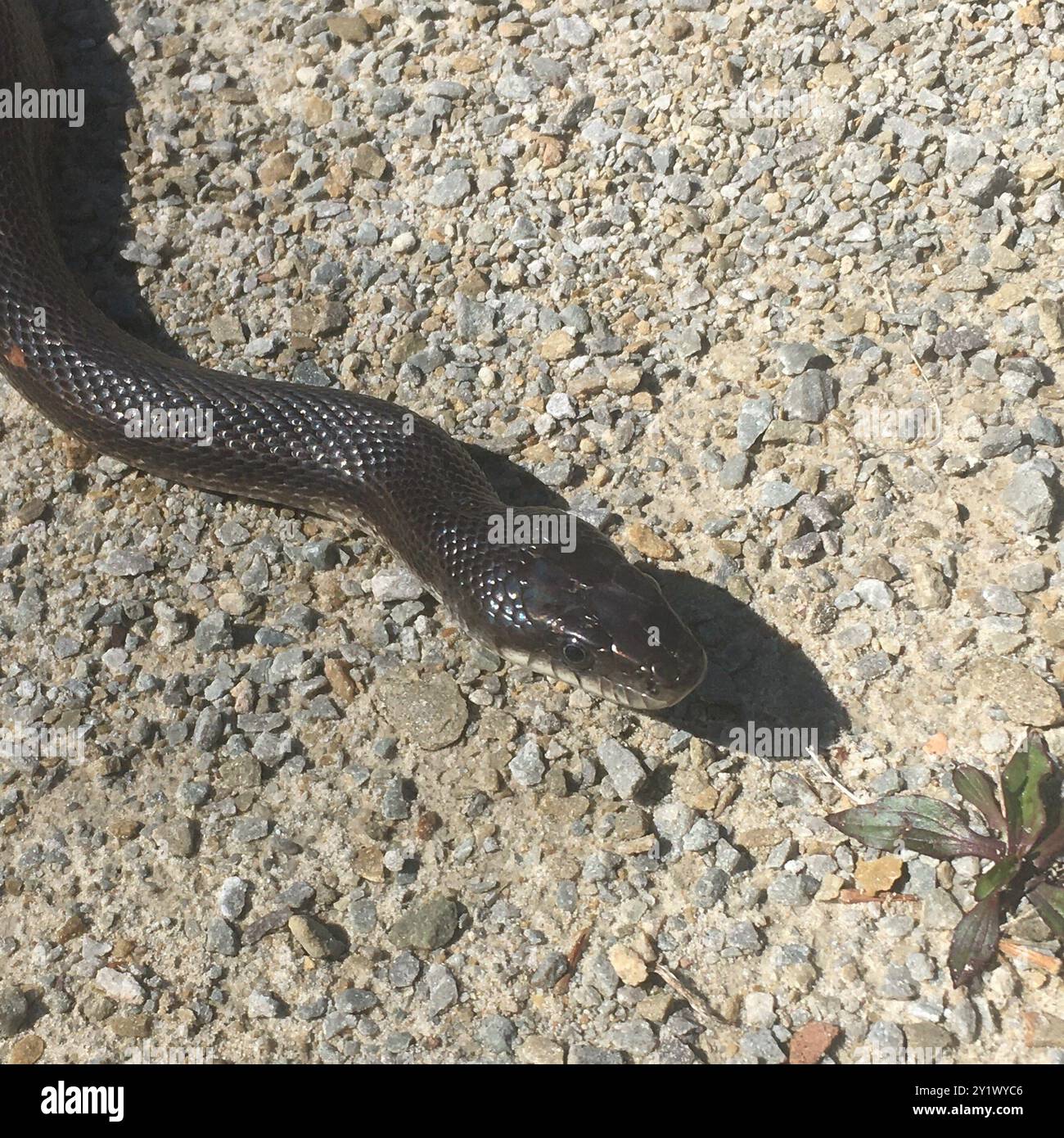 Eastern/Gray Ratsnake Complex (Pantherophis alleghaniensis) Reptilia ...